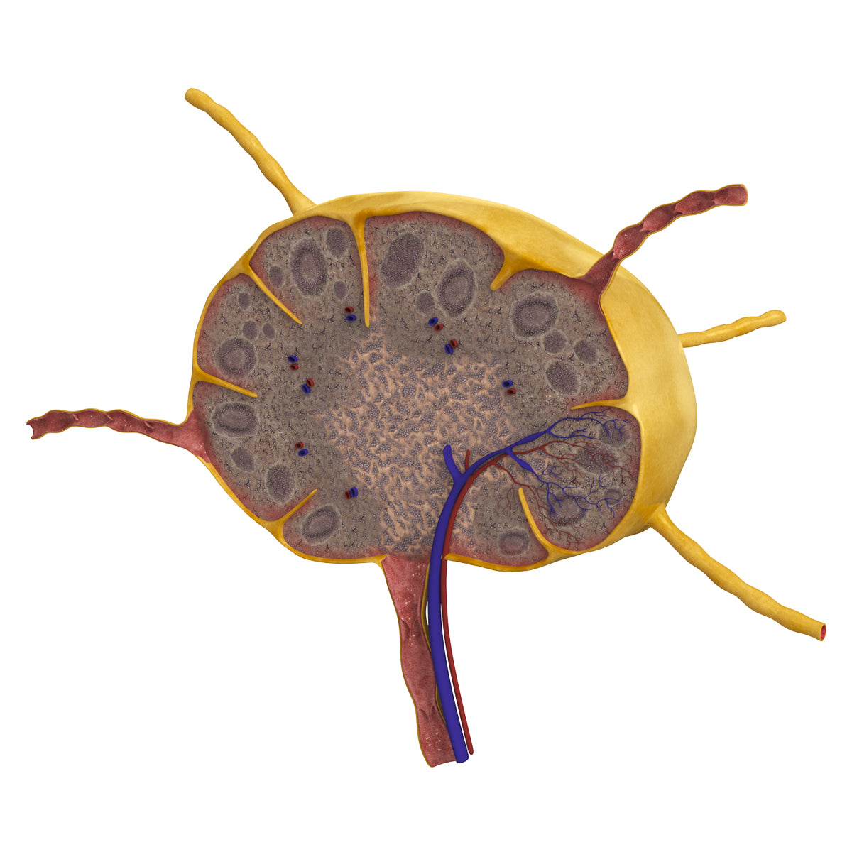 Lymph Node 3D Model – FaceQuad